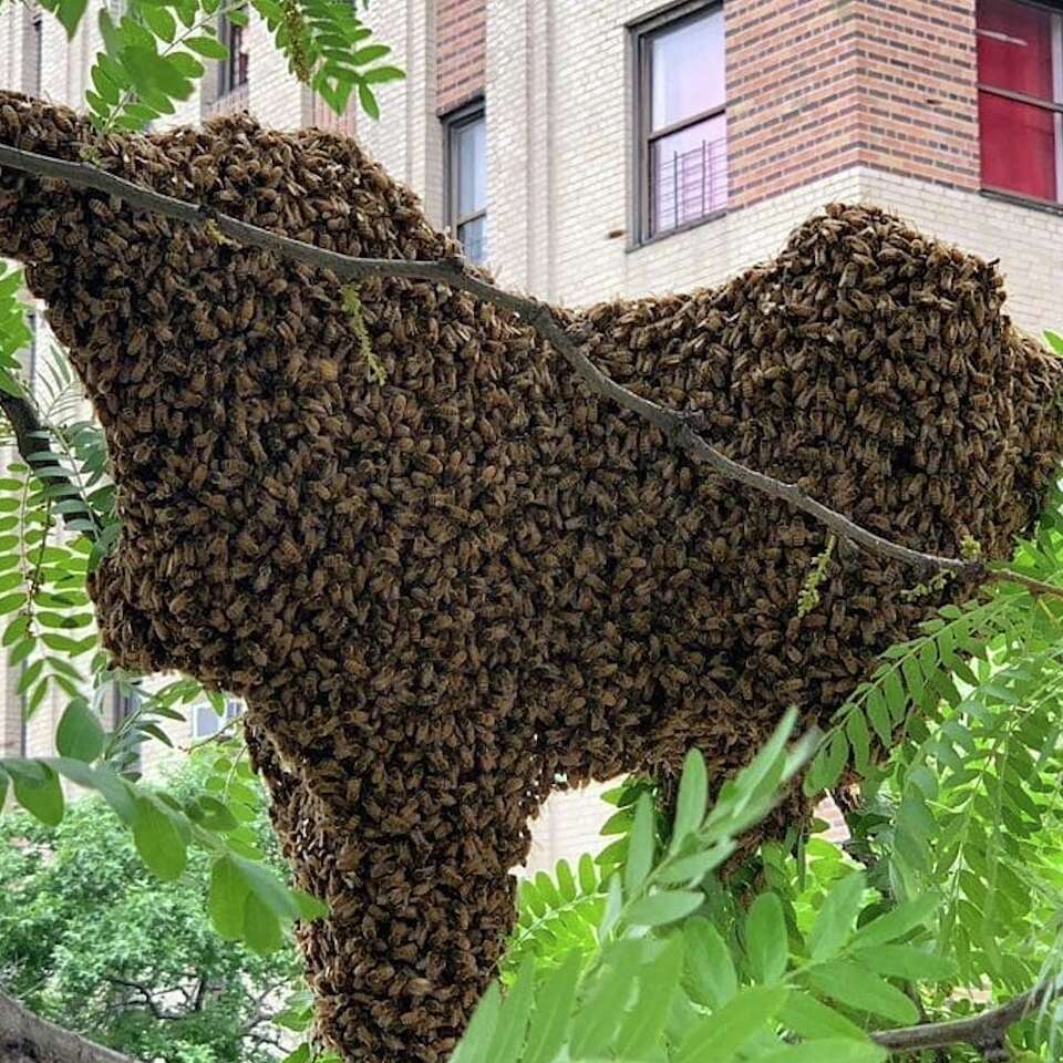 Meet NYPD's beat cop turned bee cop