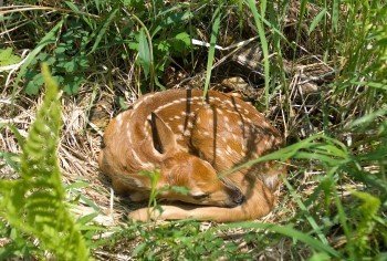 DNR: Leave fawns alone