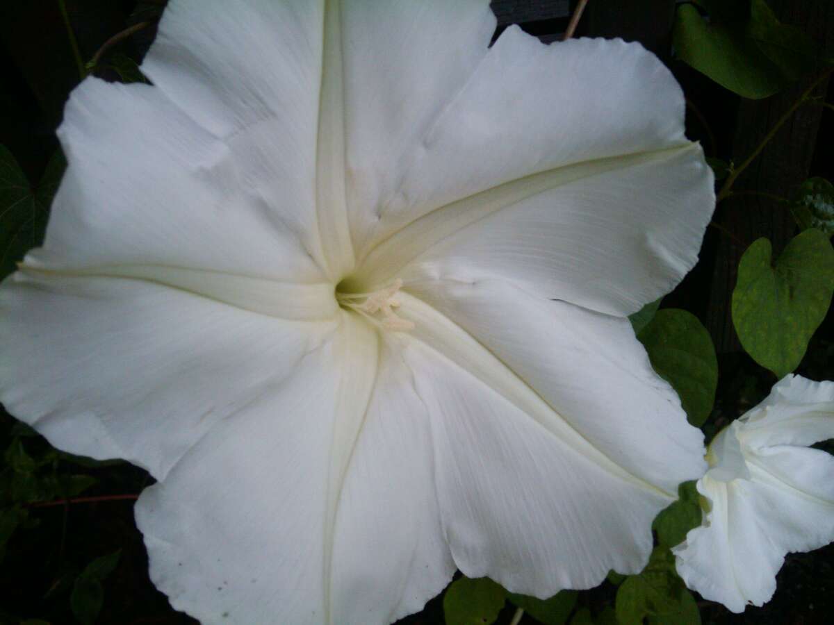 Making memories in the garden, the first Mother’s Day without my mom