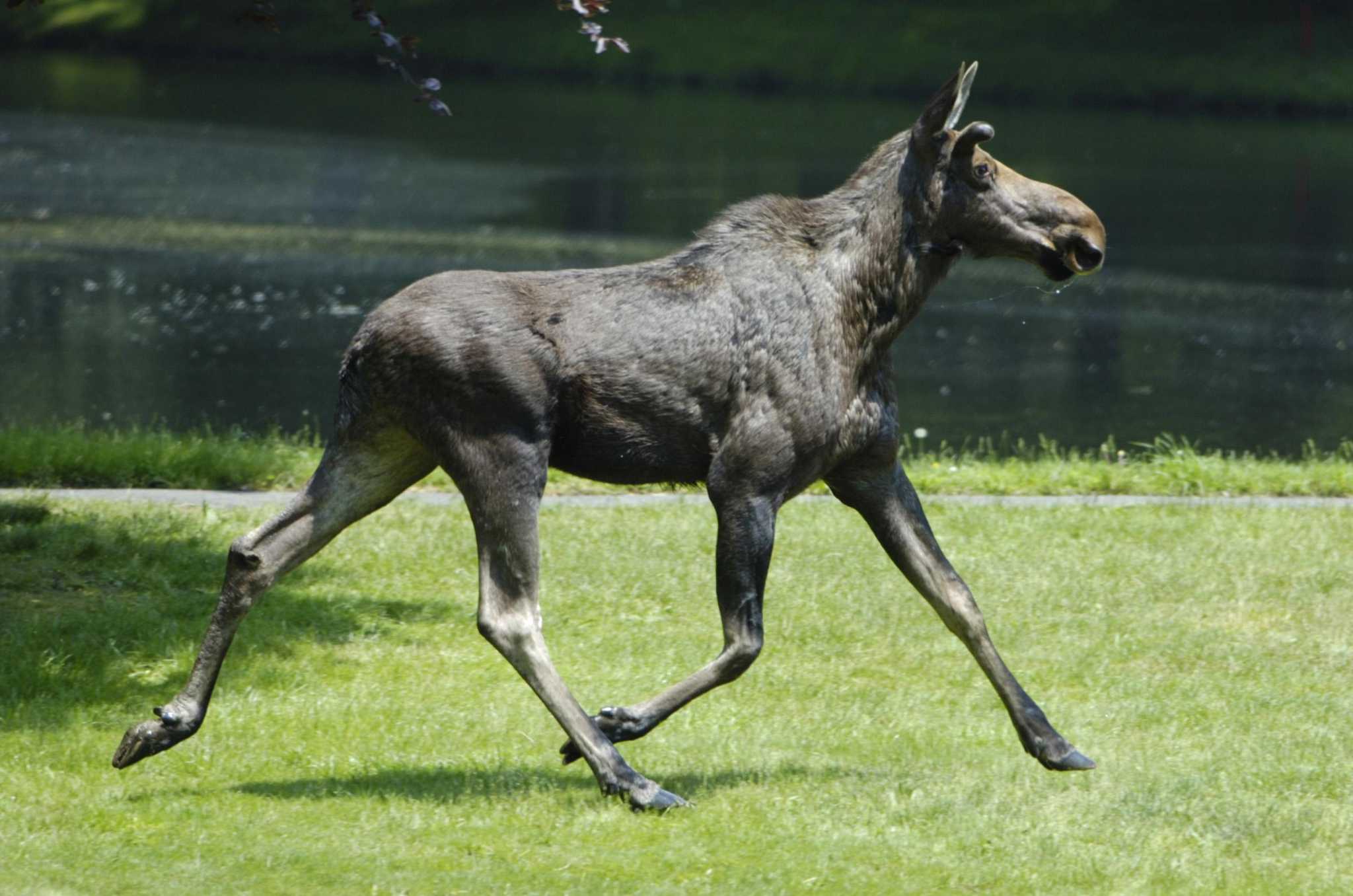 Watch out for moose on Connecticut roads, state officials warn