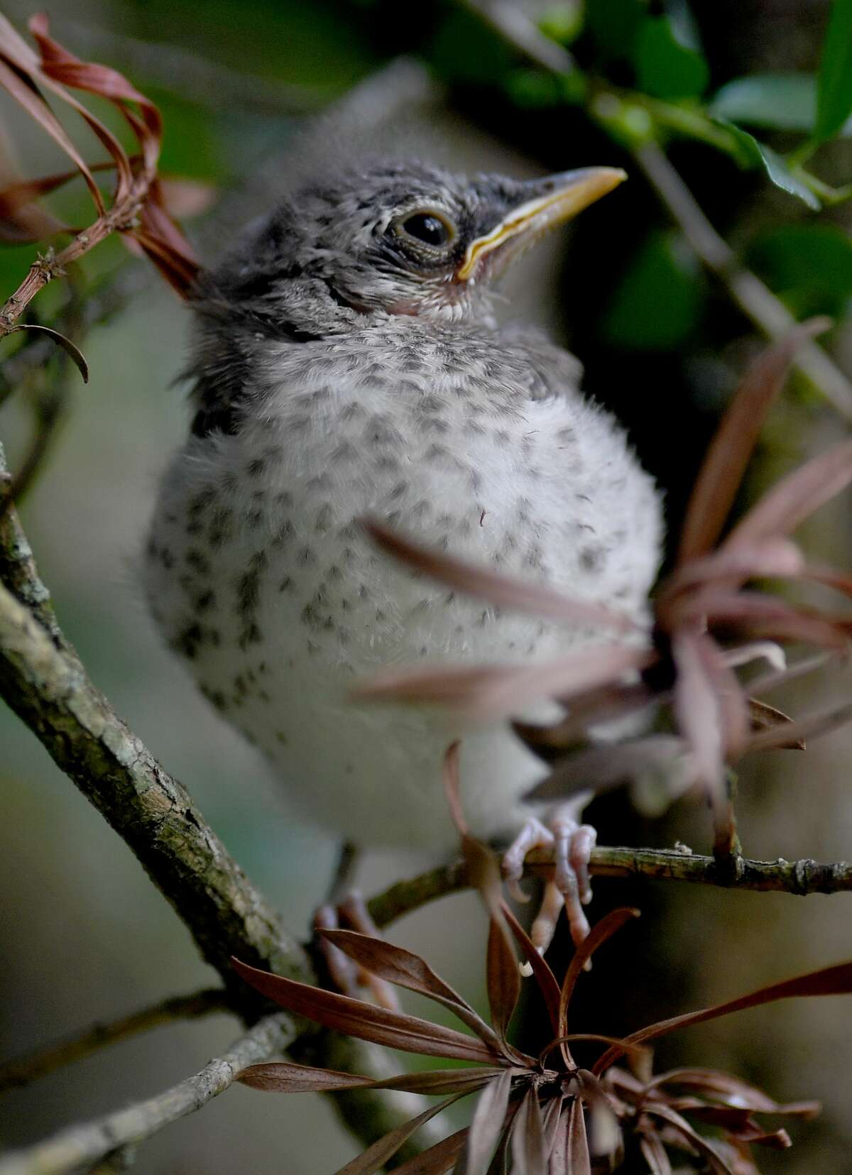 Texas made history when it chose the Mockingbird