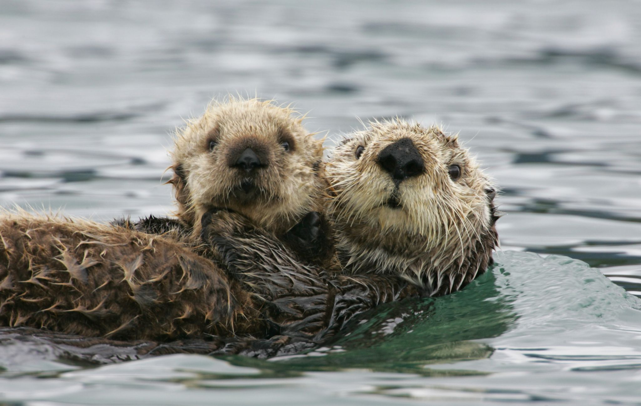 On California's river otters: 'The cutest vicious devils you'll ever see'