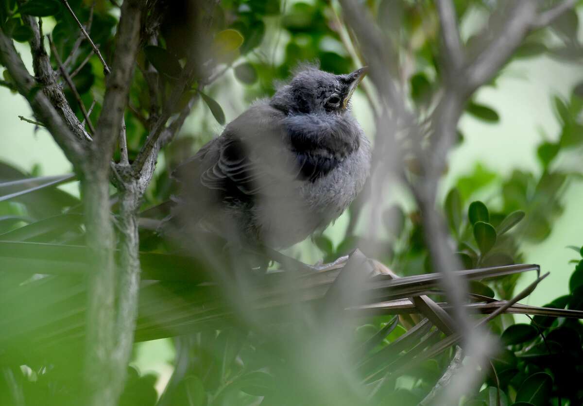 Texas made history when it chose the Mockingbird