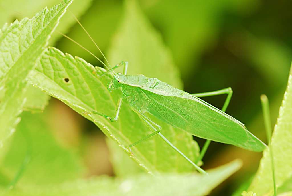 Savor the sounds of cicadas and katydids