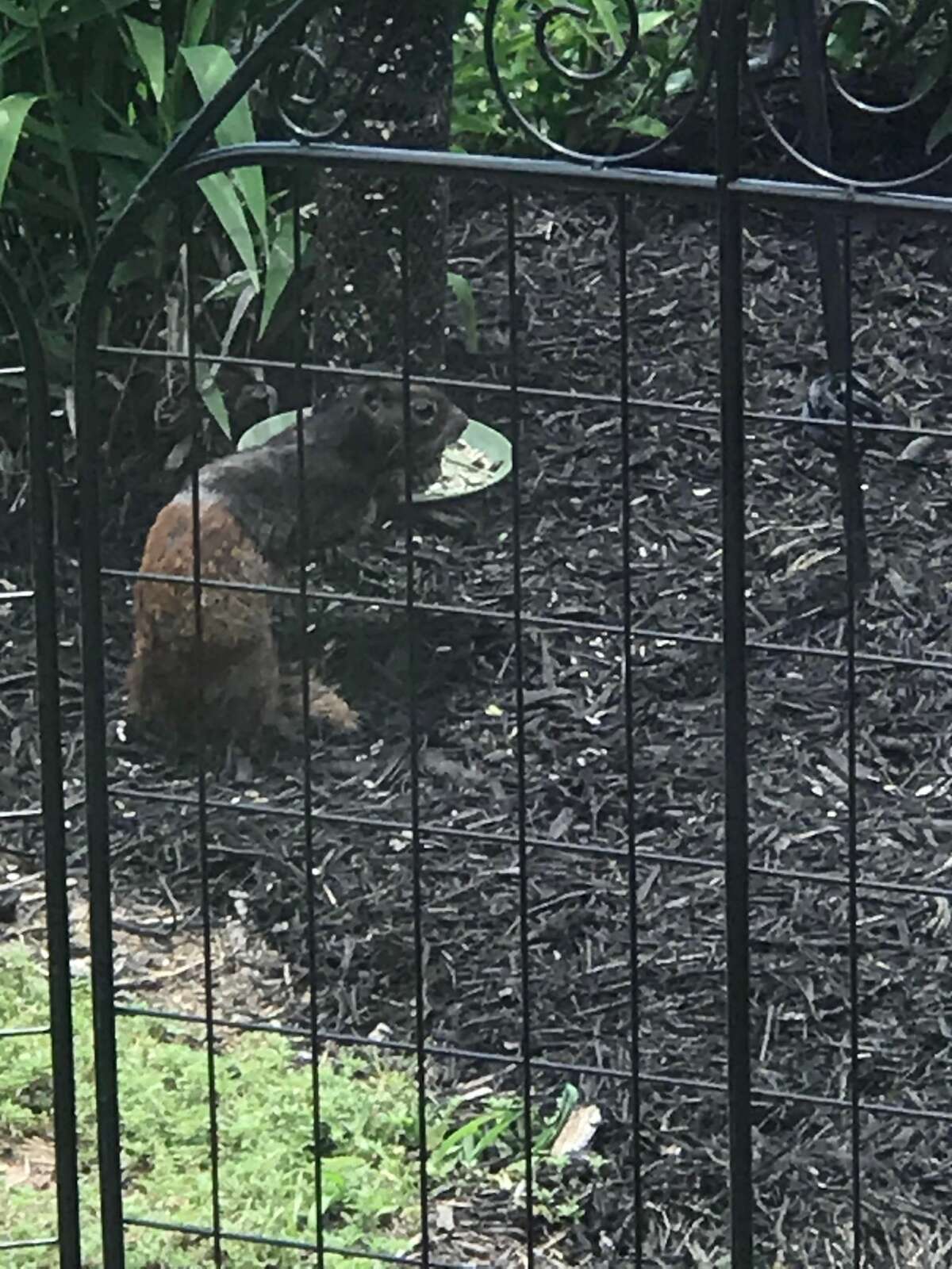 Here's what to know about these black rock squirrels