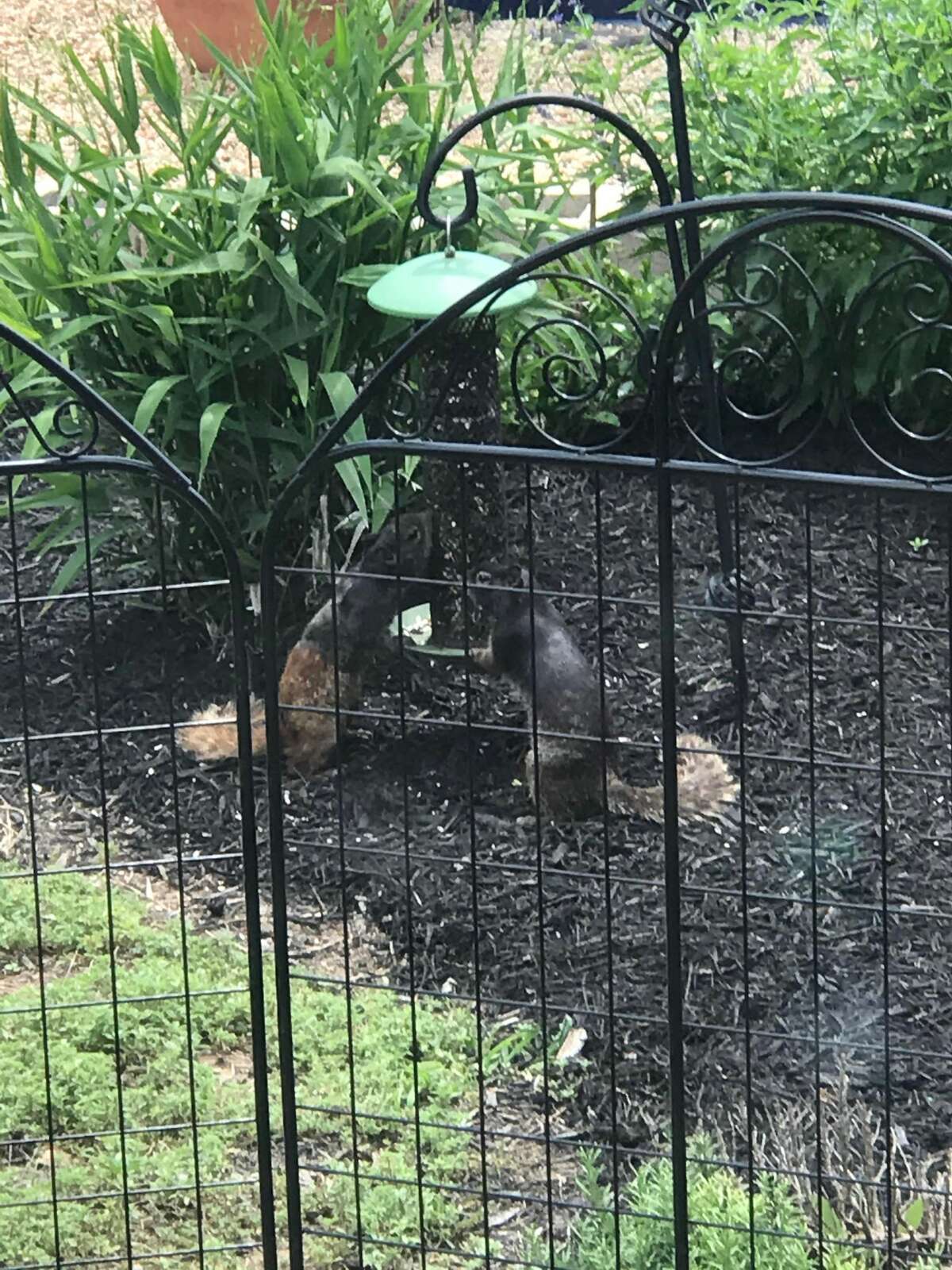 Here's what to know about these black rock squirrels