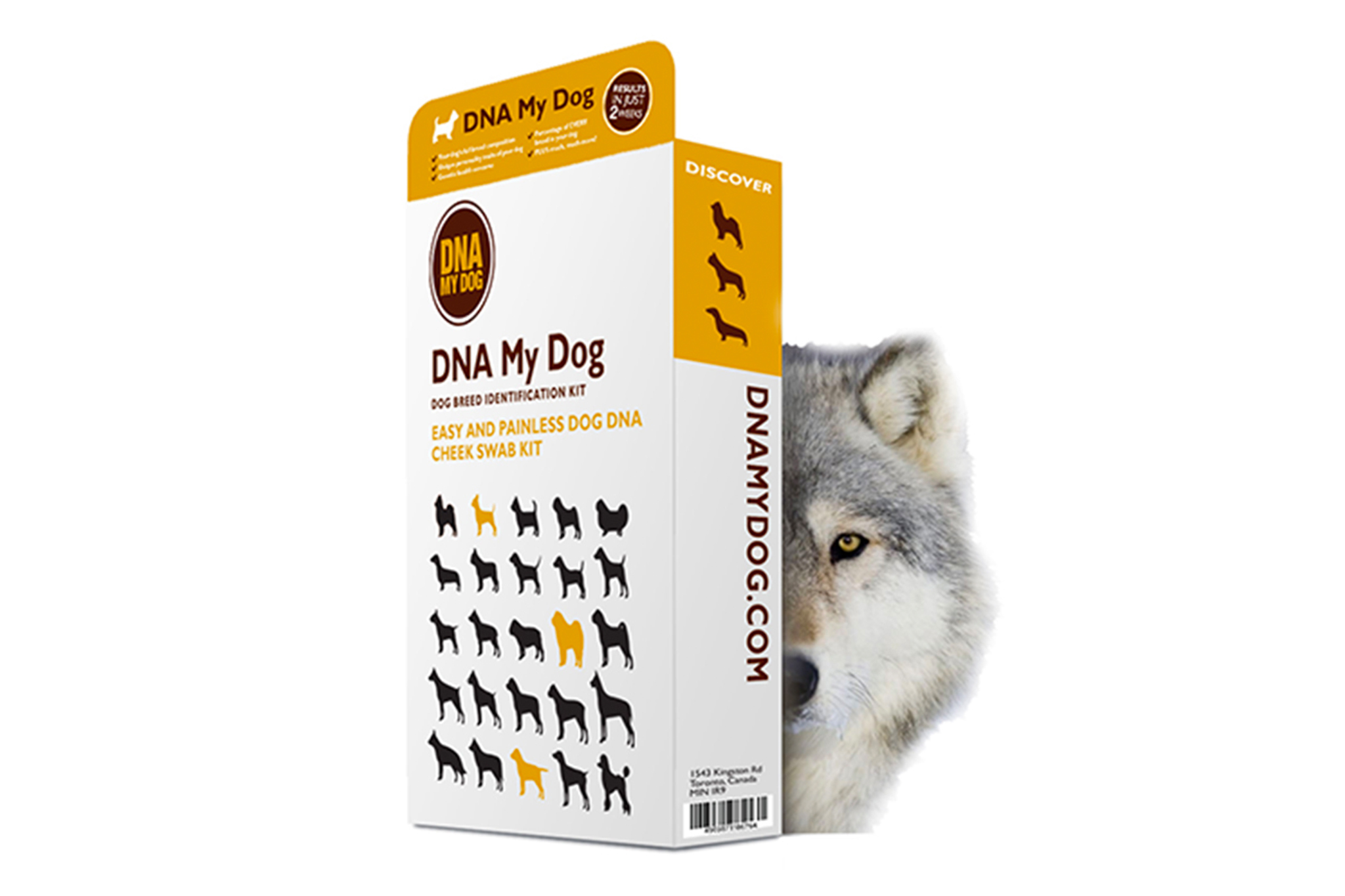 Discover your dog's genetic origin with this DNA test