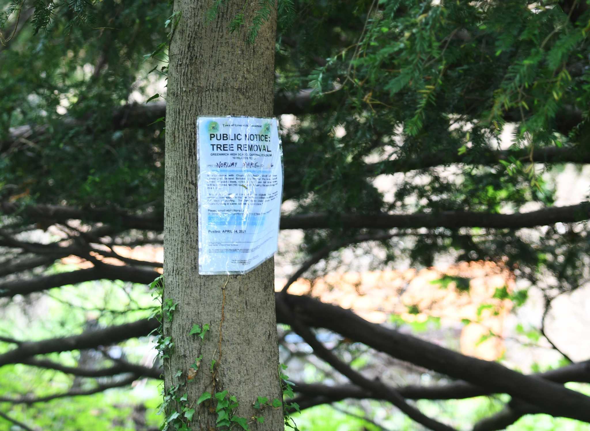 Greenwich Tree Warden releases Cardinal Stadium ruling: Some trees ...