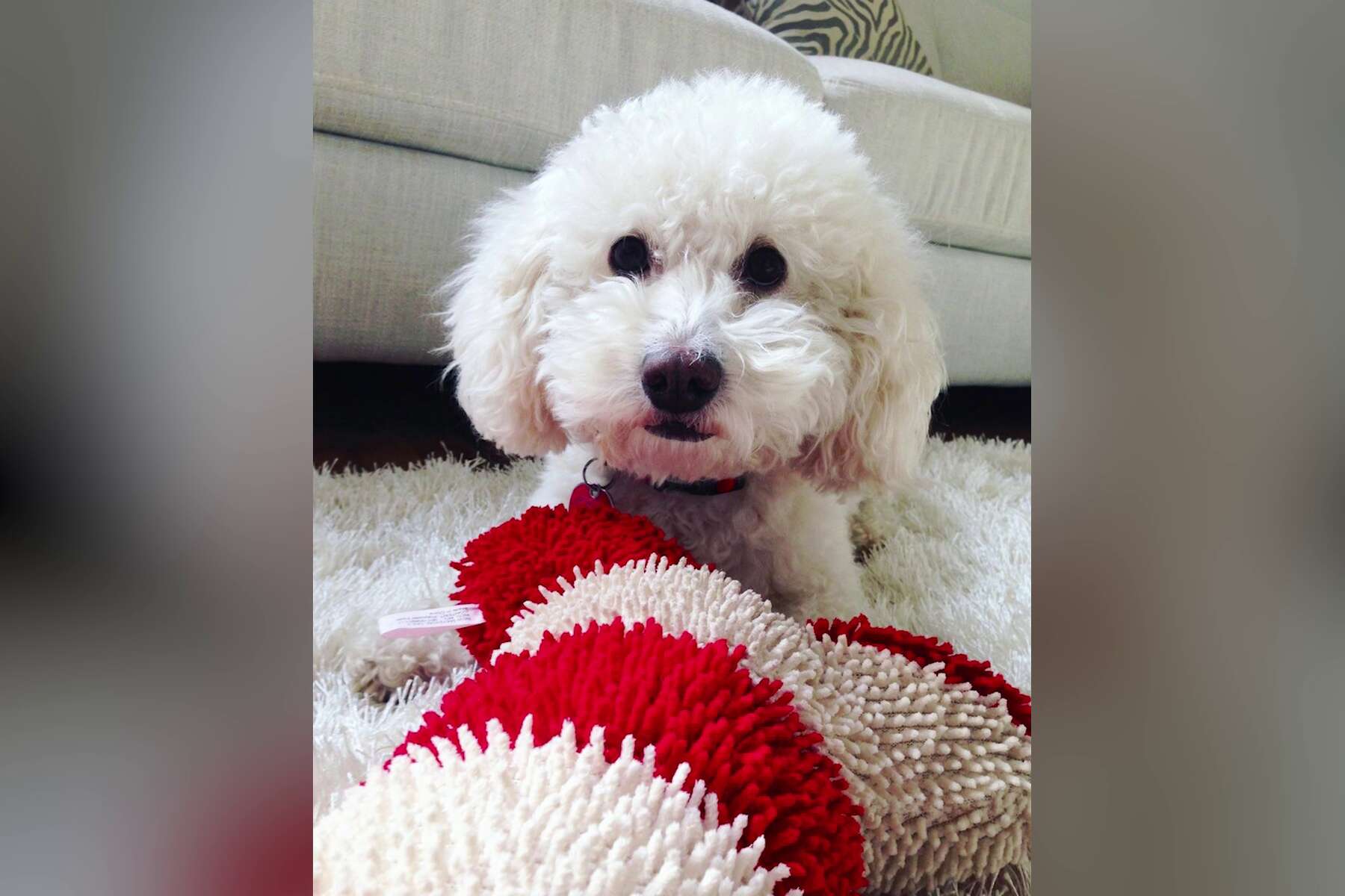 How Do You Know If A Toy Poodle Is Dying