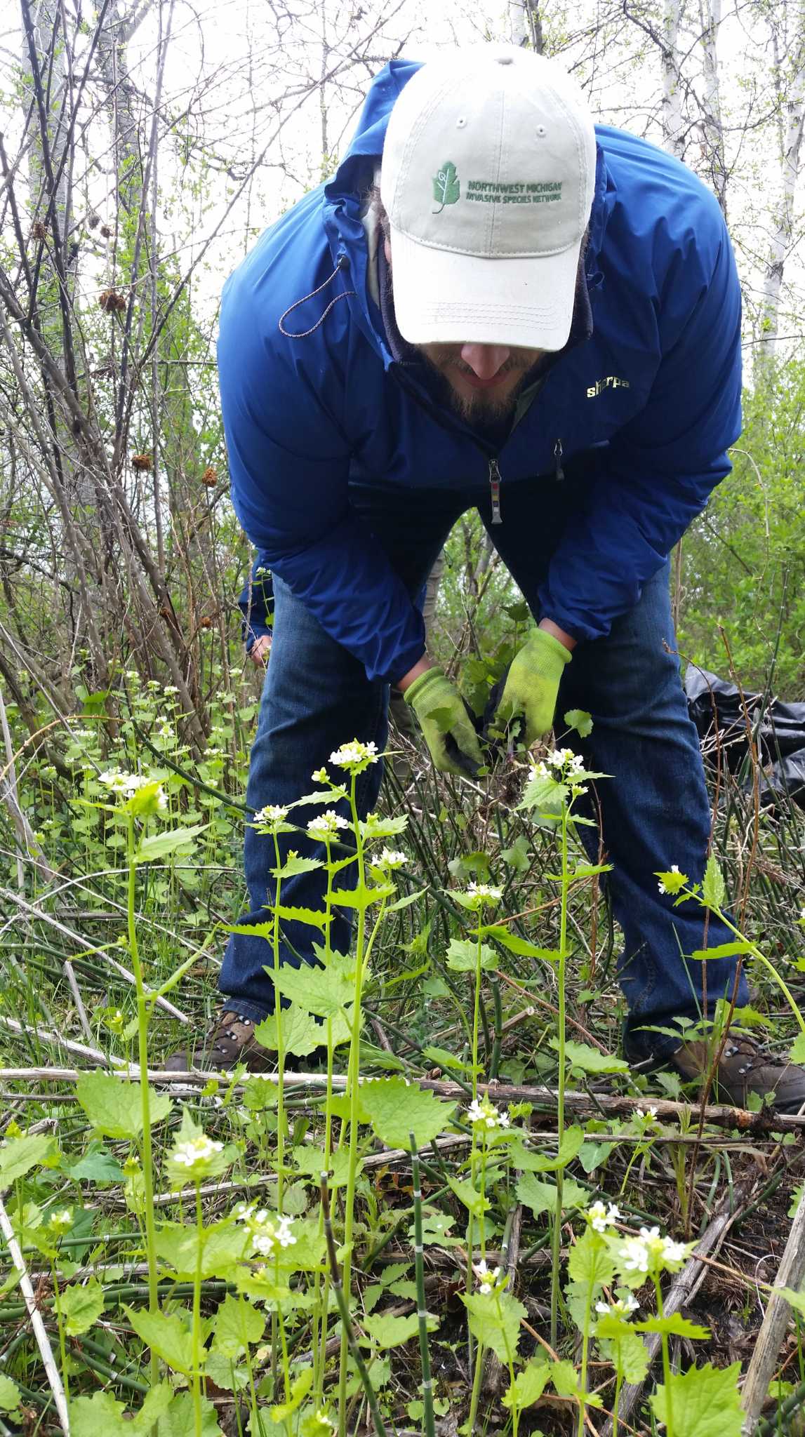 ISN to host invasive garlic mustard pulls