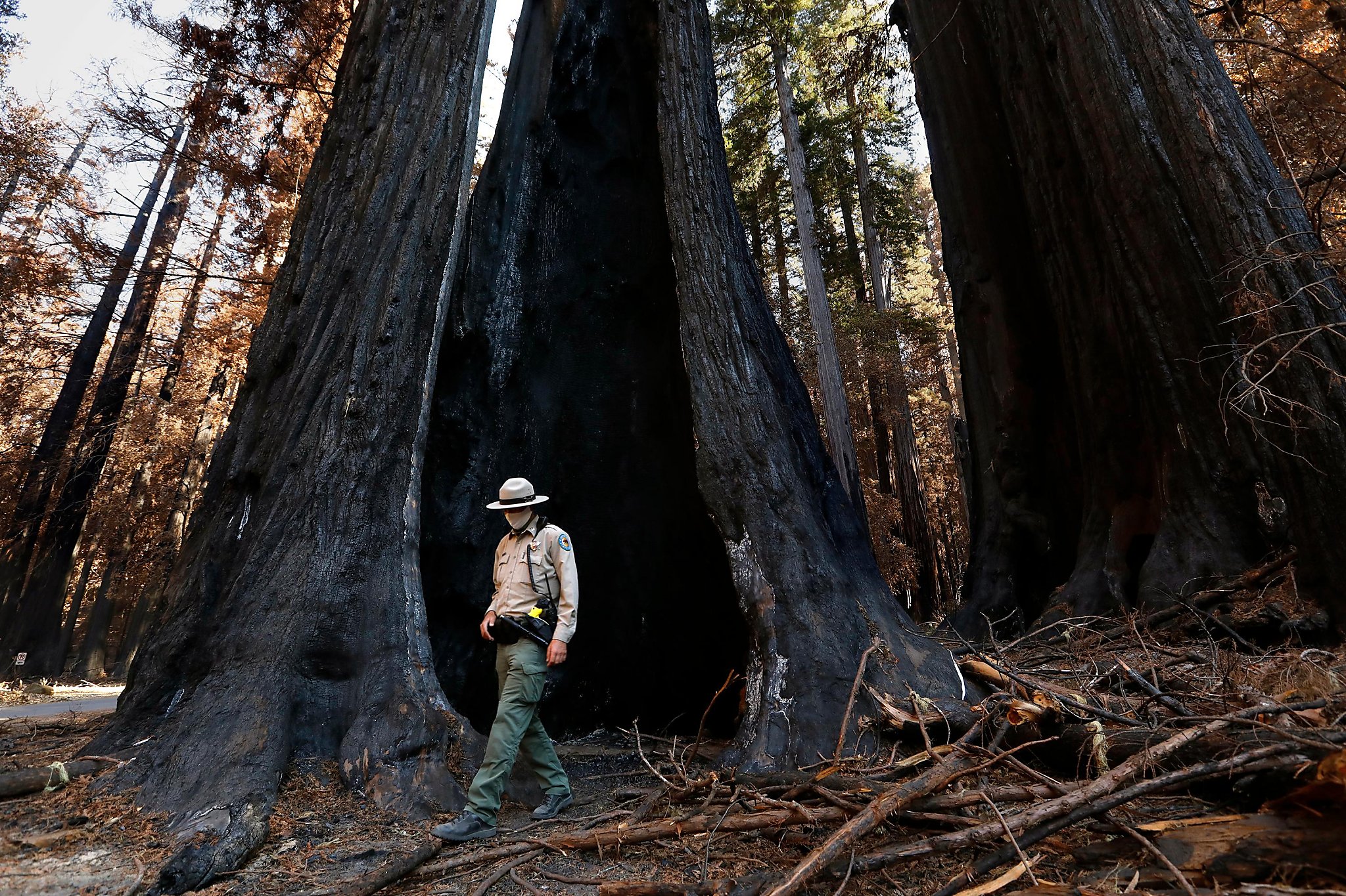 Fire-ravaged Big Basin state park wins money to rebuild in governor’s ...