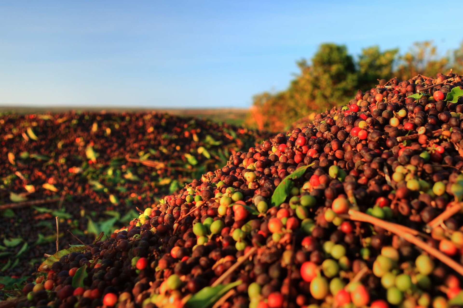 How Kona coffee became one of Hawaii's most recognizable products