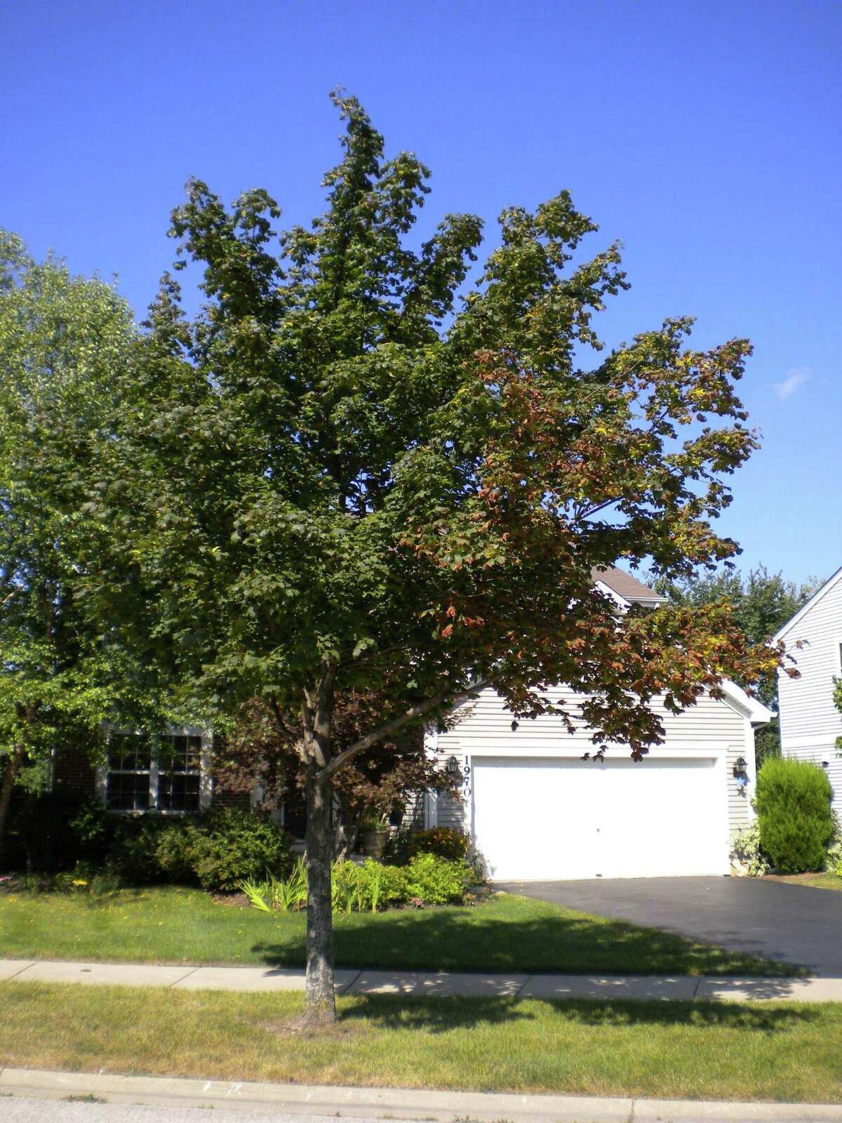 How to manage your trees and landscape during drought