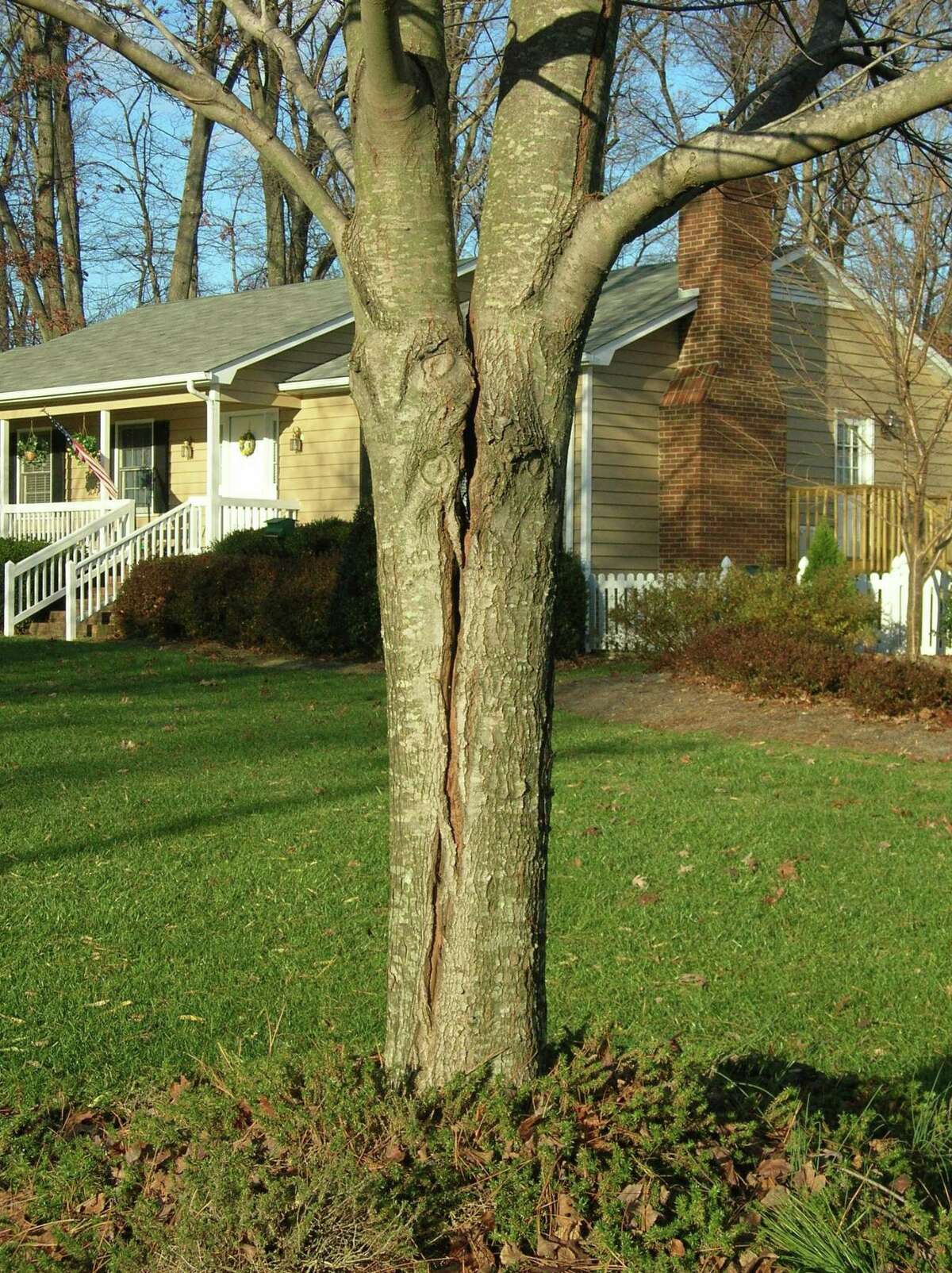 Protect your property from falling trees this hurricane season