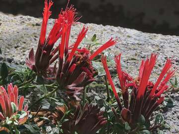 Welcome bees and butterflies to your garden with this fragrant native ...