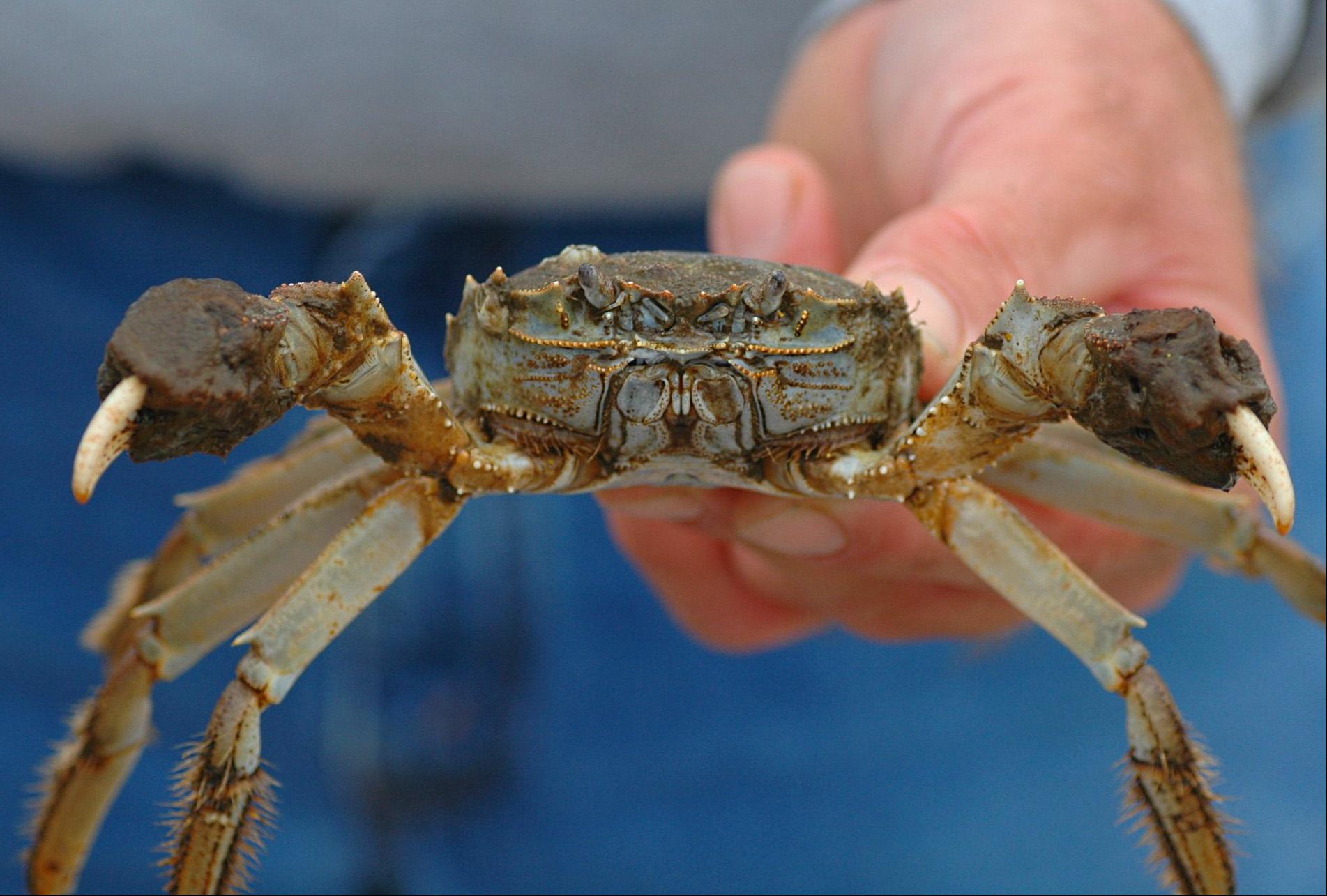 DEEP seeks public’s help after invasive mitten crab shows up in ...