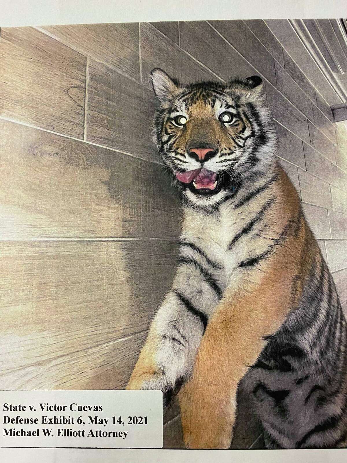 Missing Houston tiger found safe and now in custody, police say