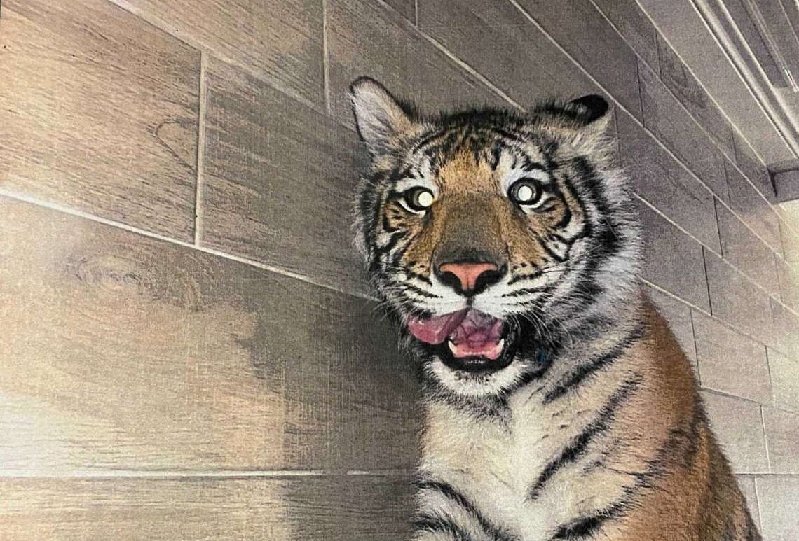 Missing Houston tiger found safe and now in custody, police say