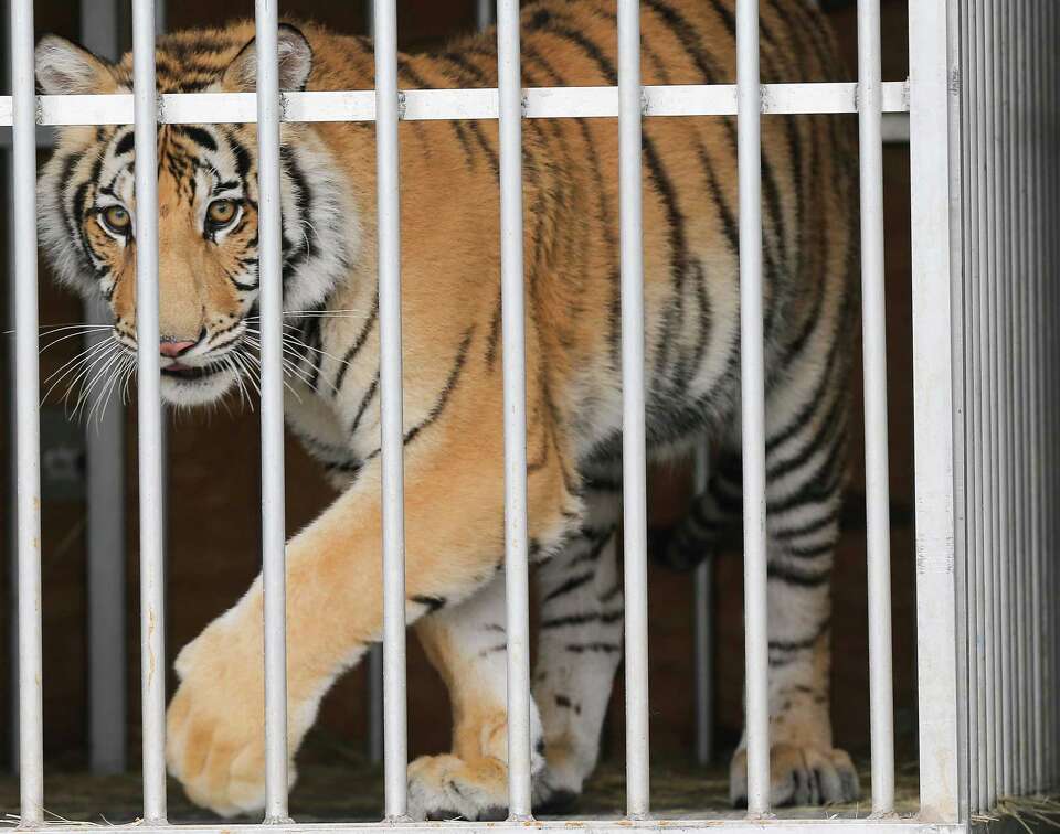 How Mattress Mack's family came to the aid of Houston's infamous tiger