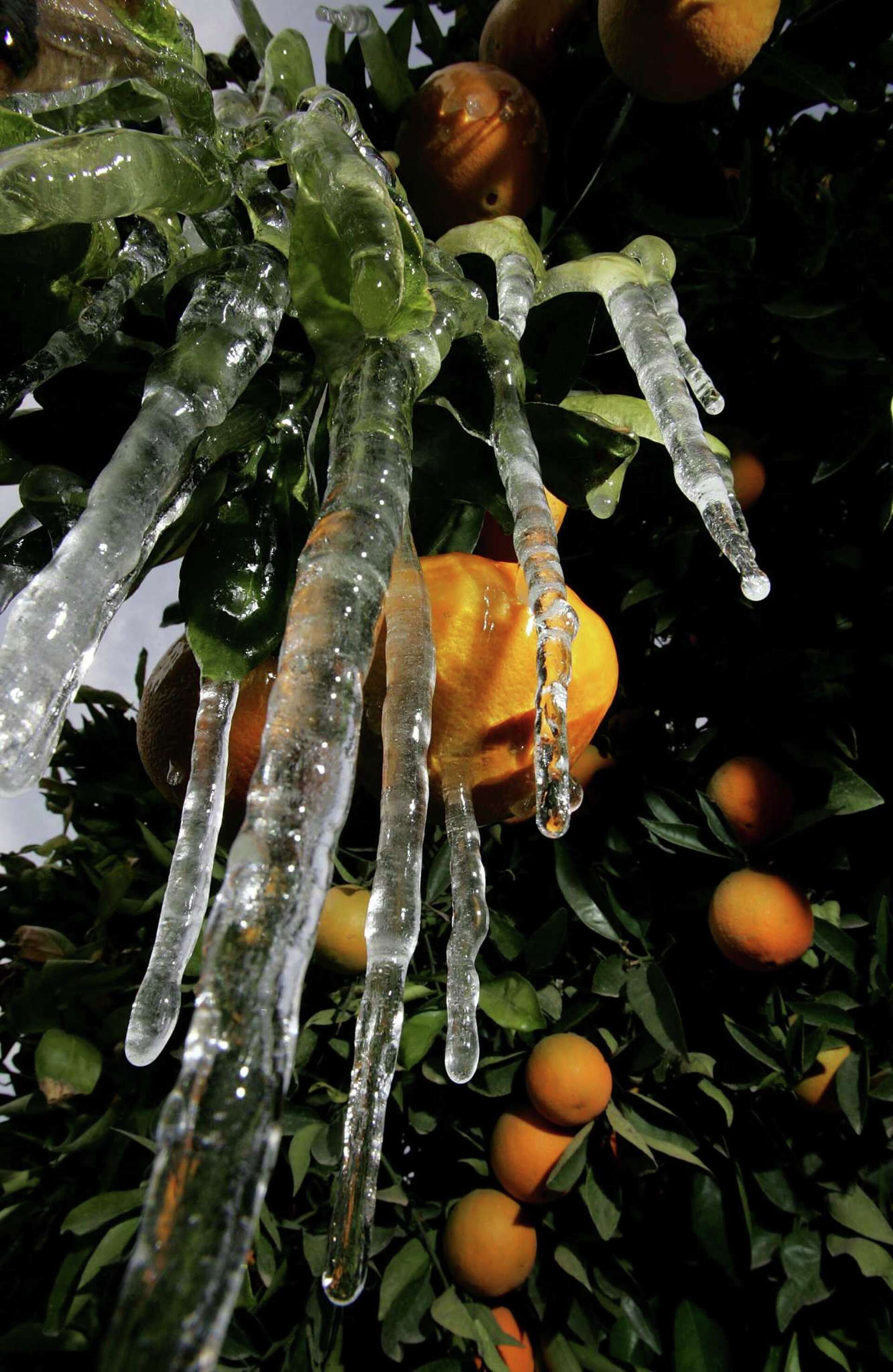 If your freeze-damaged citrus tree is sending out new shoots, that’s ...