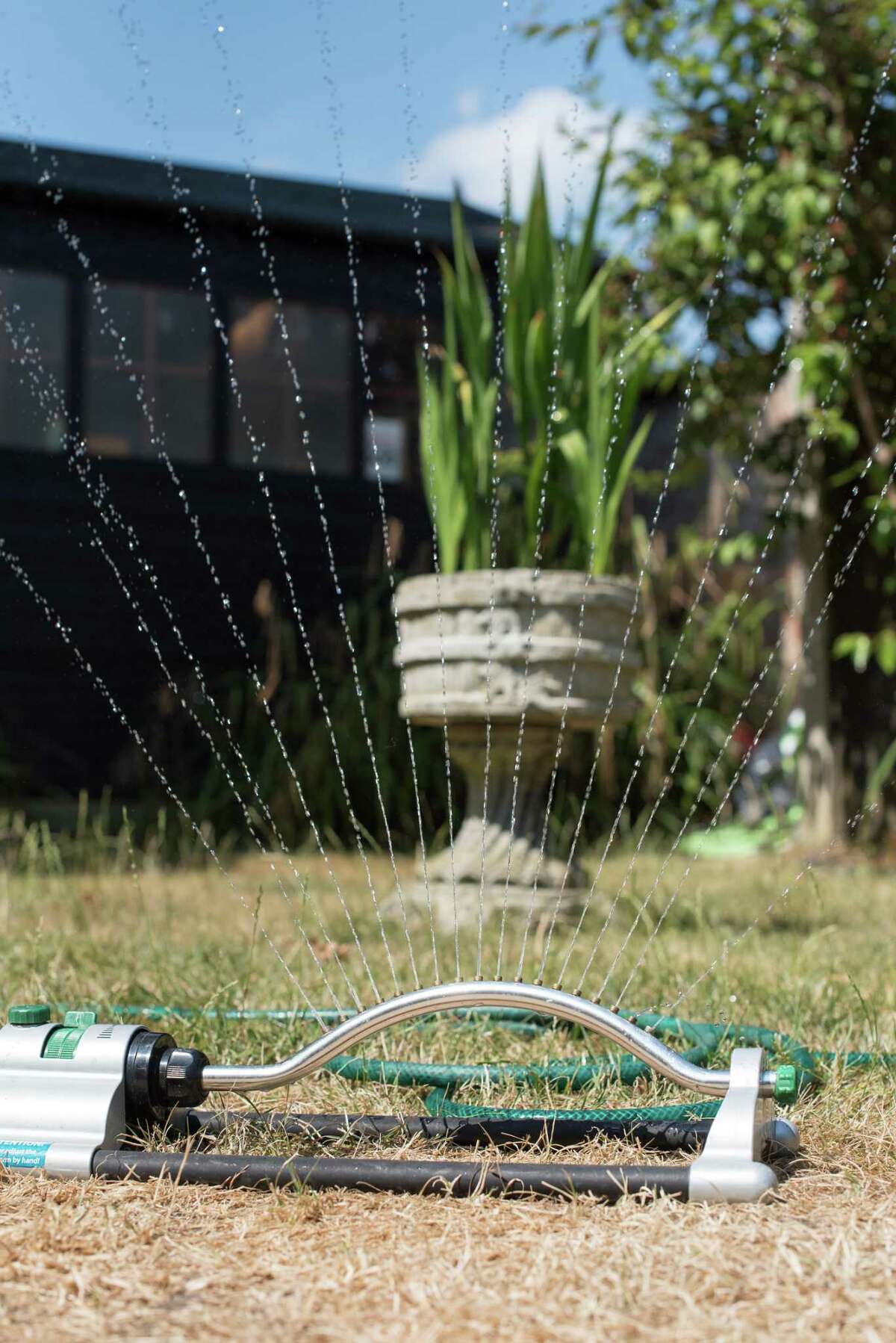 If your freeze-damaged citrus tree is sending out new shoots, that’s ...