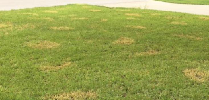 Brown patch fungus is common in Texas lawns this spring; it’s usually a ...