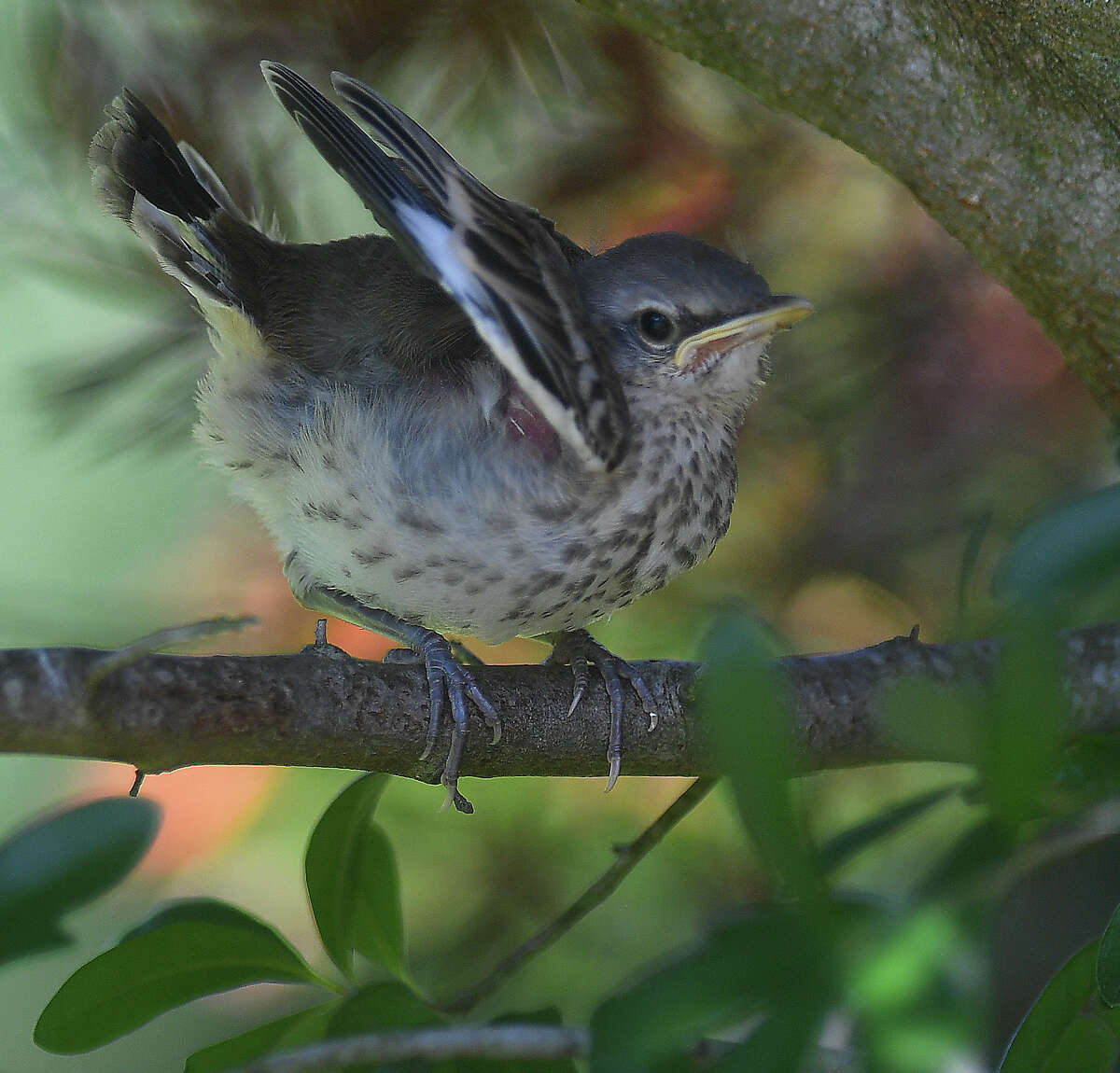 Texas made history when it chose the Mockingbird