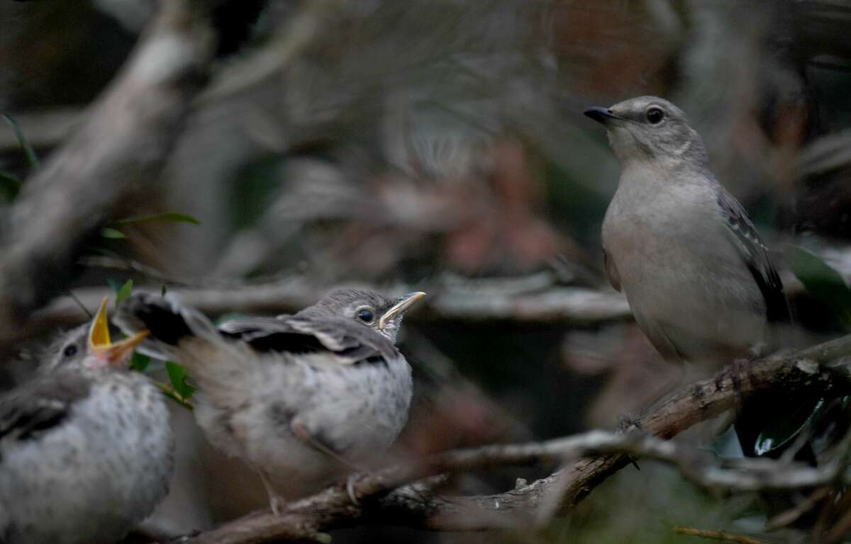 Texas made history when it chose the Mockingbird