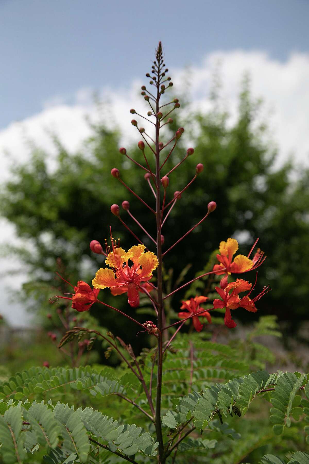 San Antonio’s February freeze actually helped plants we thought would ...
