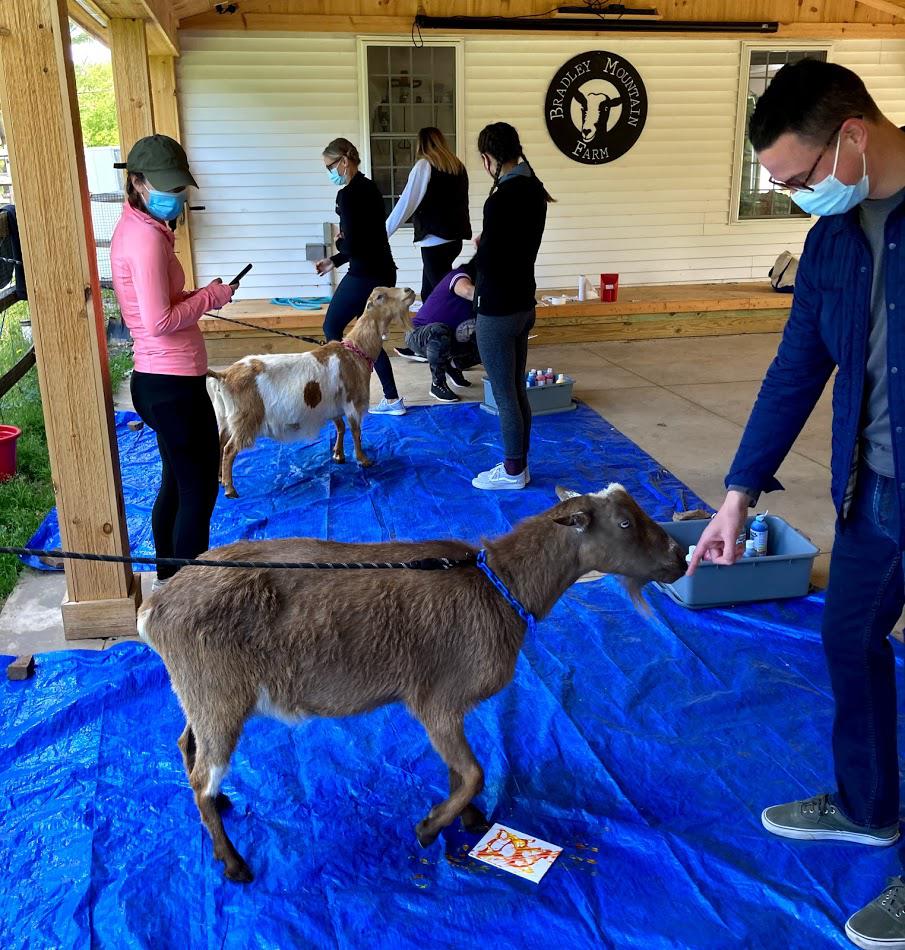 Where to paint with goats, seals, sea lions, whales, penguins and dogs ...