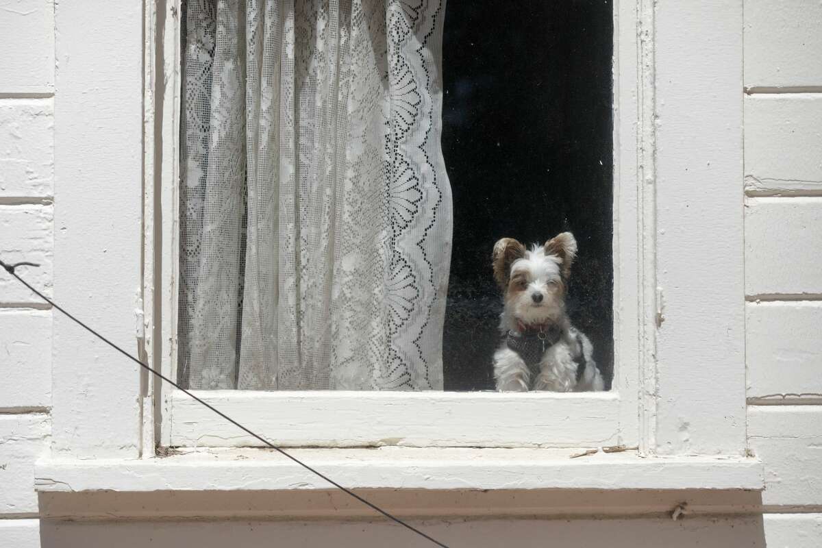 These were the Presidio's first SF residents. They didn't have ...