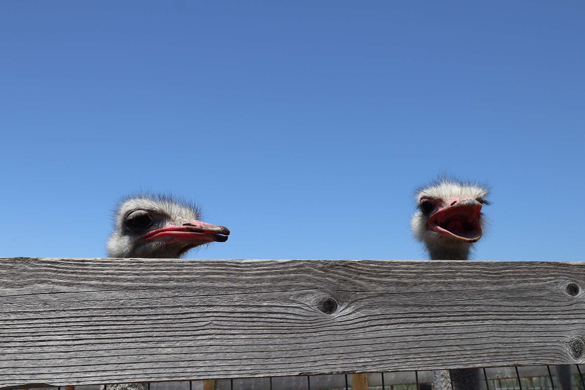 I went to one of California's last ostrich farms, and it was terrifying