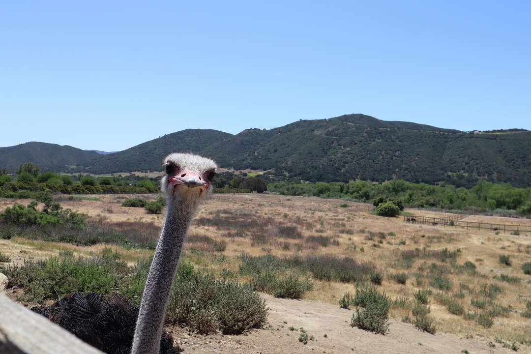 I went to one of California's last ostrich farms, and it was terrifying