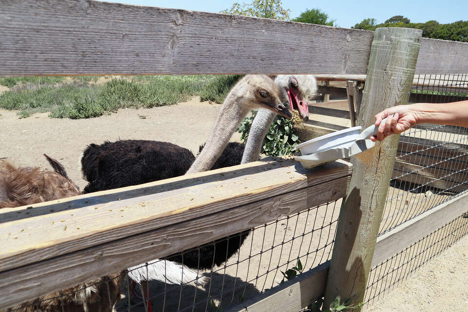 I went to one of California's last ostrich farms, and it was terrifying