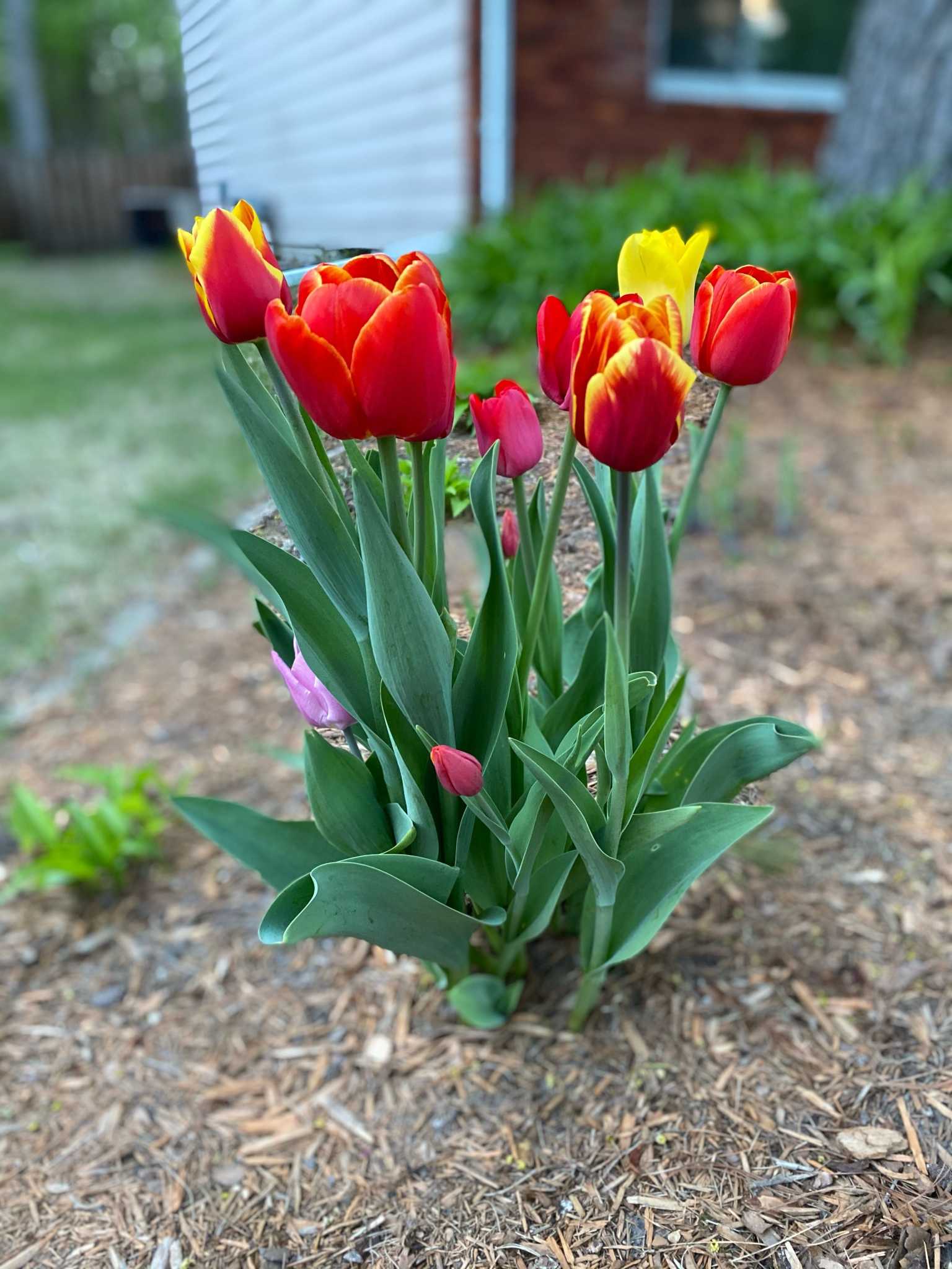 NAMI Midland sells flower bulbs for Plant Hope