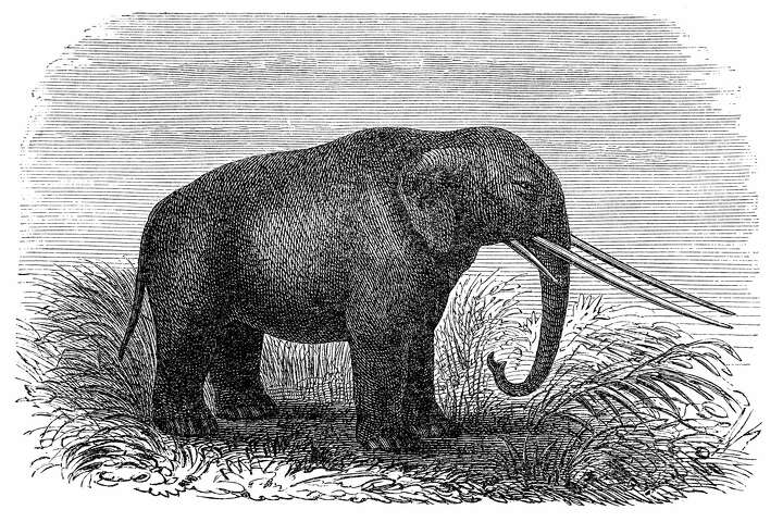 'I was looking at the bones of great beasts': Astounding discovery made ...
