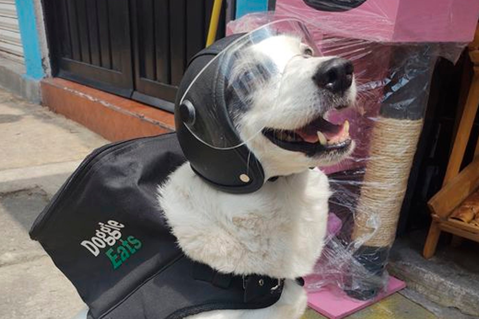 Meet Any, the 'Doggie Eats' delivery dog who works to help a tenderloin ...