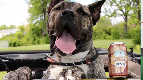 This pup has landed a job as Busch's first-ever 'Chief Tasting Officer ...