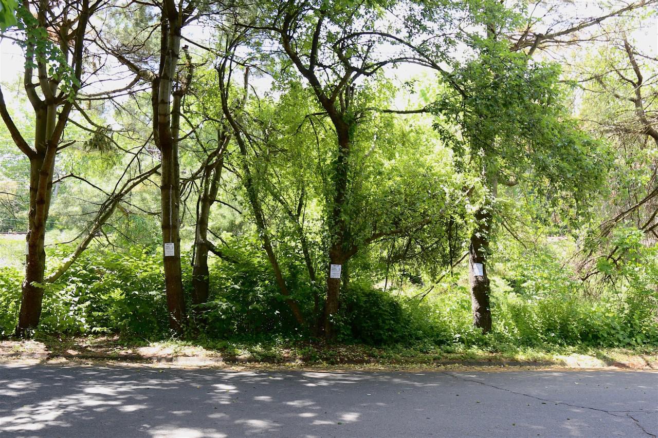 Eversource: ‘Imminent risk’ forces trimming of Darien trees