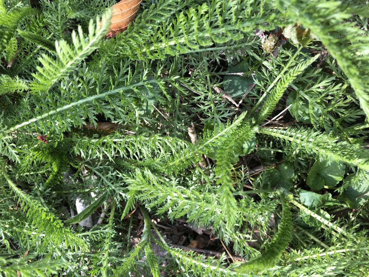 The Naturalist in Wilton: Loving our lawn weeds yarrow