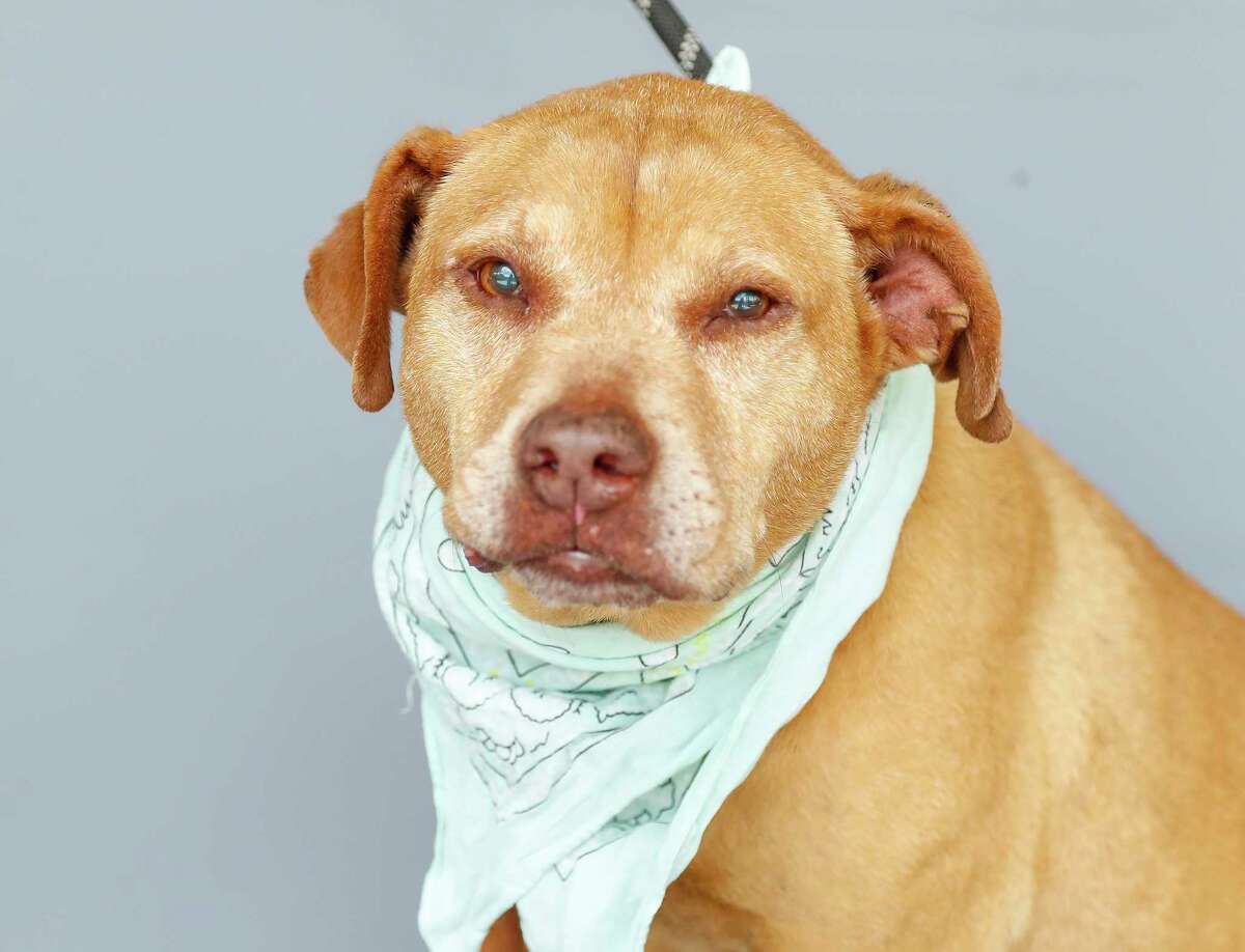 Meet senior dogs Champ and Meranda, and other adoptable pets at BARC ...