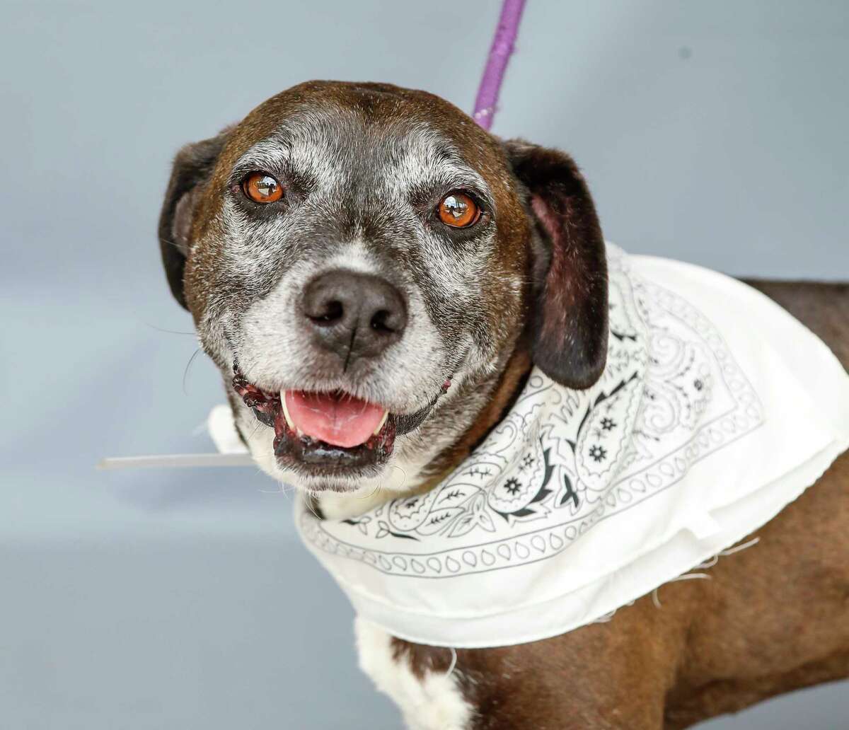 Meet senior dogs Champ and Meranda, and other adoptable pets at BARC ...