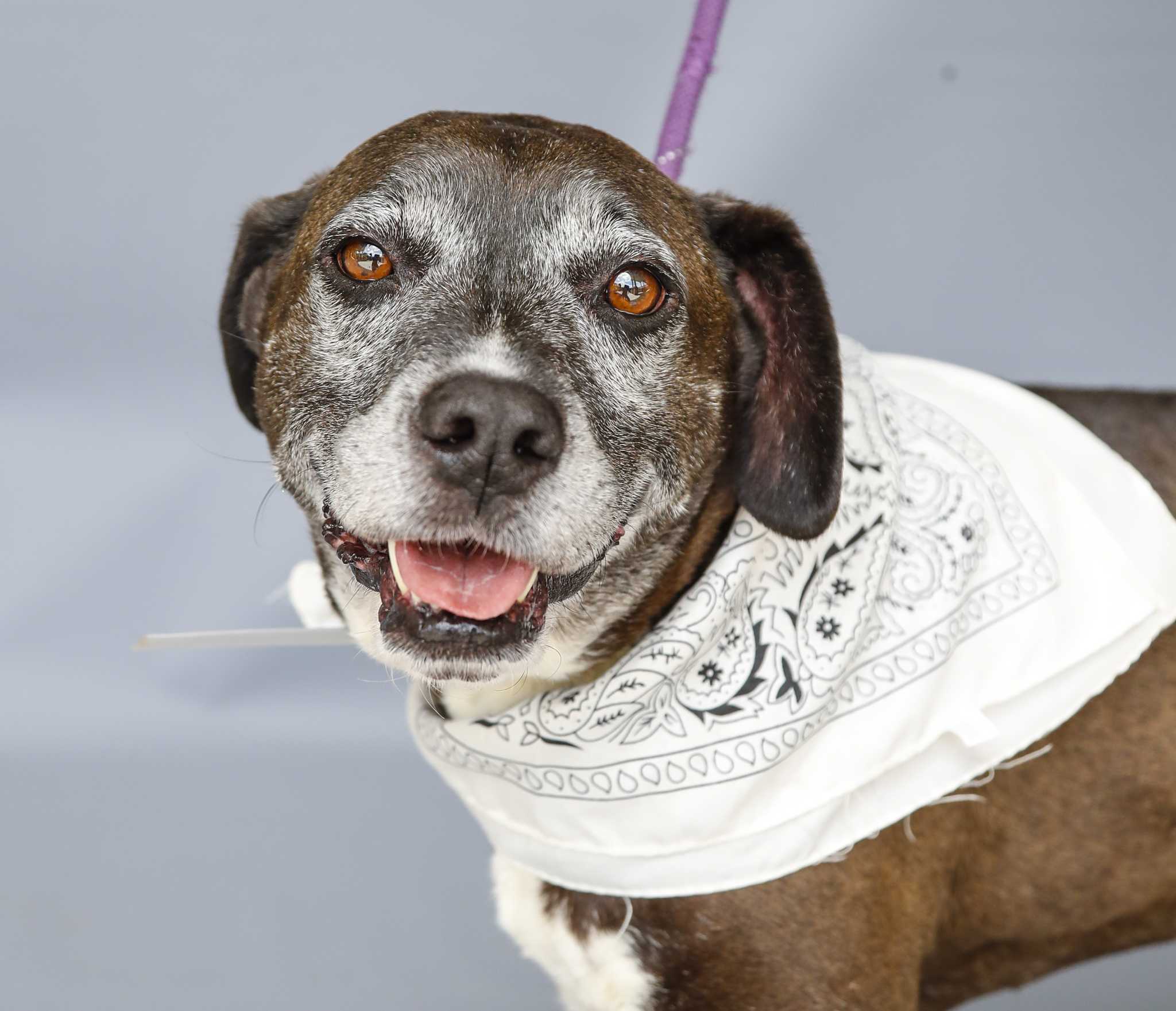Meet senior dogs Champ and Meranda, and other adoptable pets at BARC ...