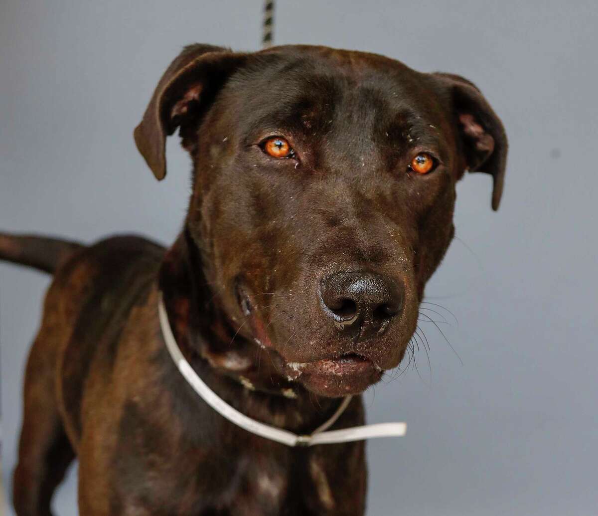 Meet senior dogs Champ and Meranda, and other adoptable pets at BARC ...