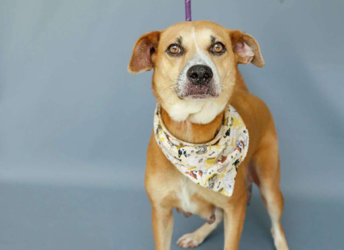 Meet senior dogs Champ and Meranda, and other adoptable pets at BARC ...