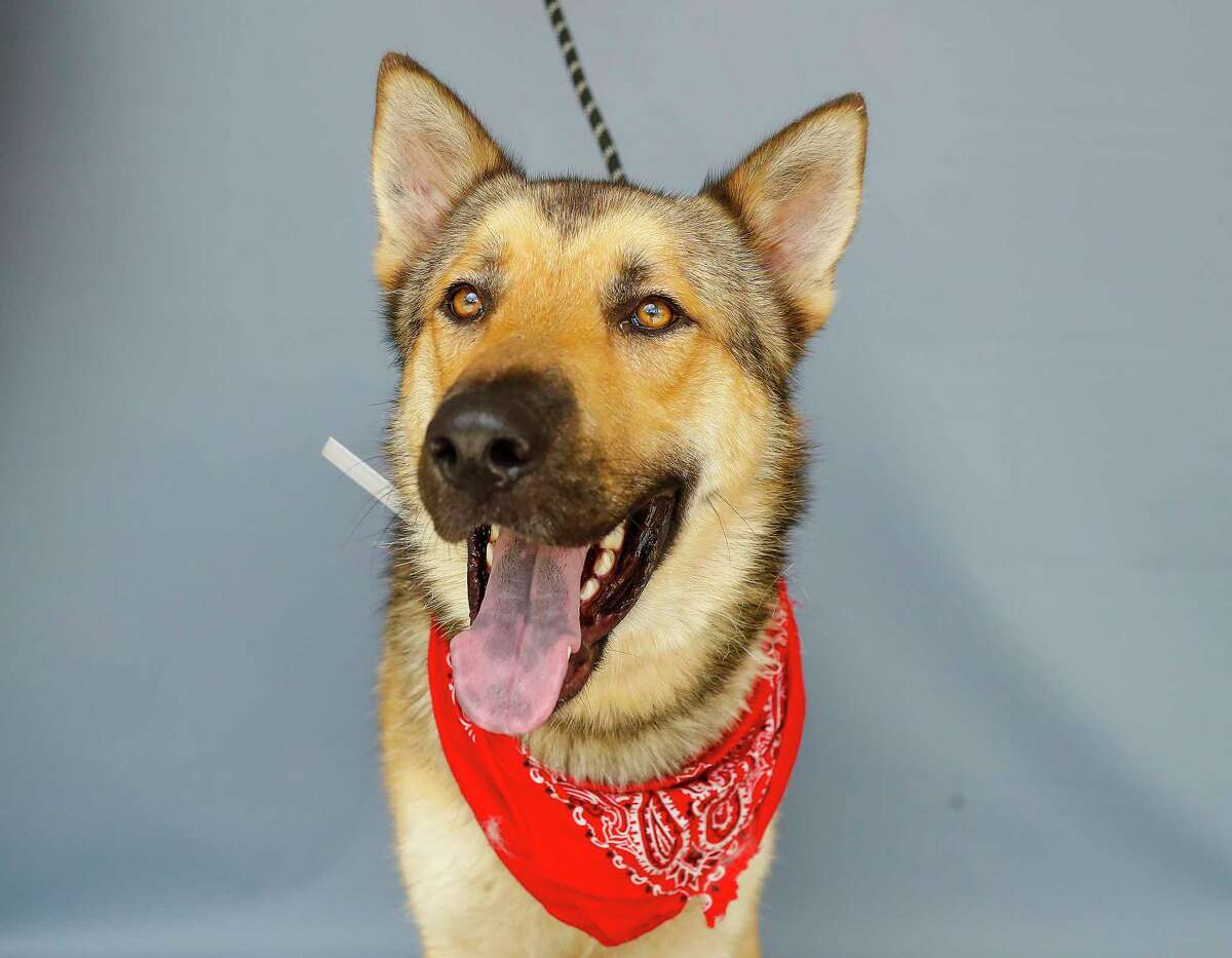Meet senior dogs Champ and Meranda, and other adoptable pets at BARC ...
