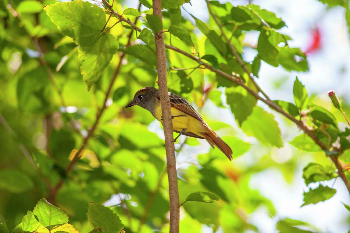 Great crested flycatcher plays hide and seek in Houston’s trees