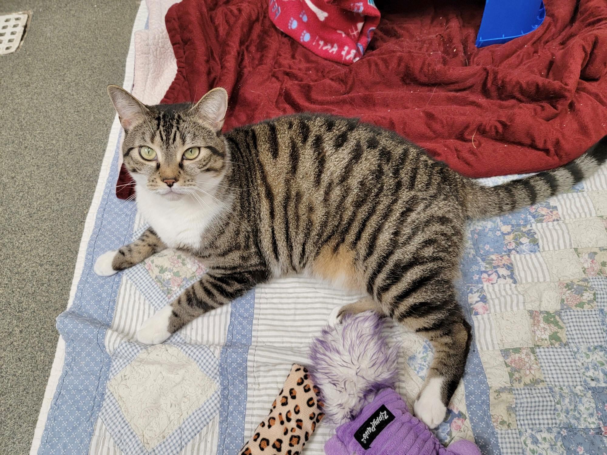 Pet of the week: Razzle