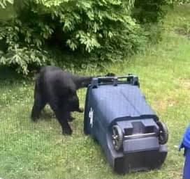Bear spotted in northeast portion of Norwalk