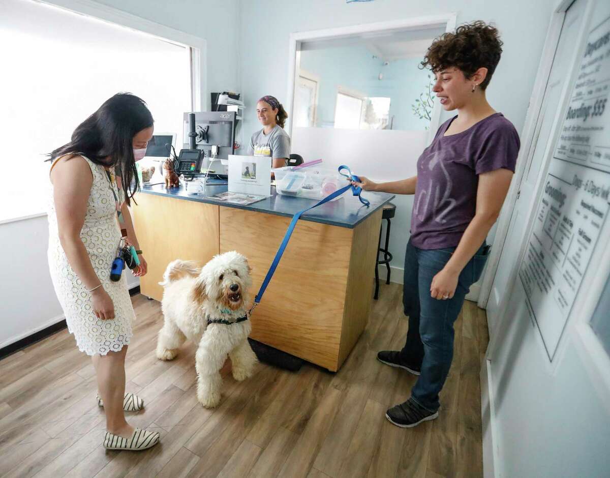 What about the dog? A guide for pet owners returning to the 9-to-5 world.